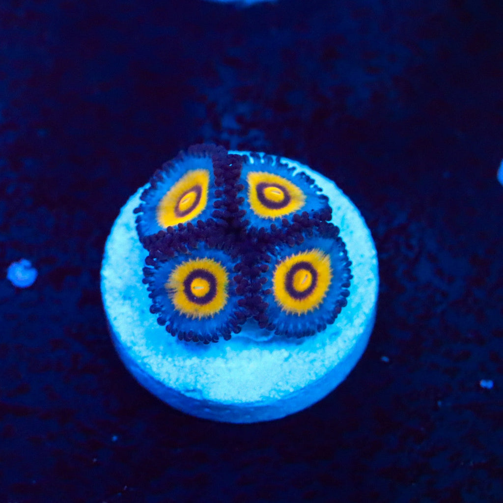 Zoanthids – GrowHouse Aquatics