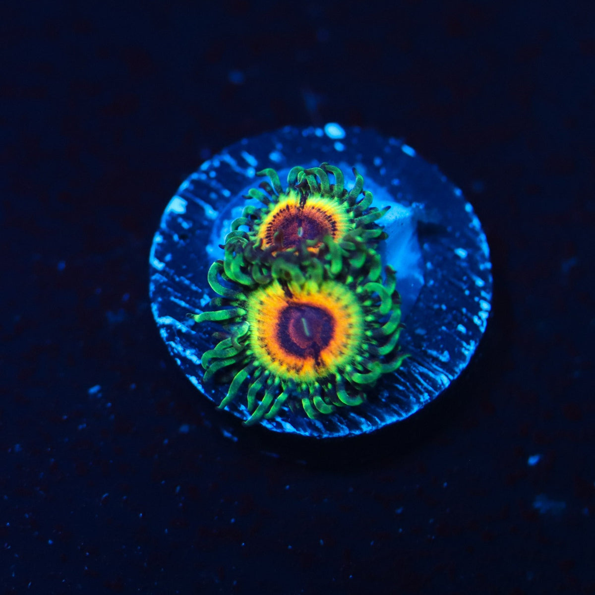 GB Little Shop Of Horrors Zoa – GrowHouse Aquatics