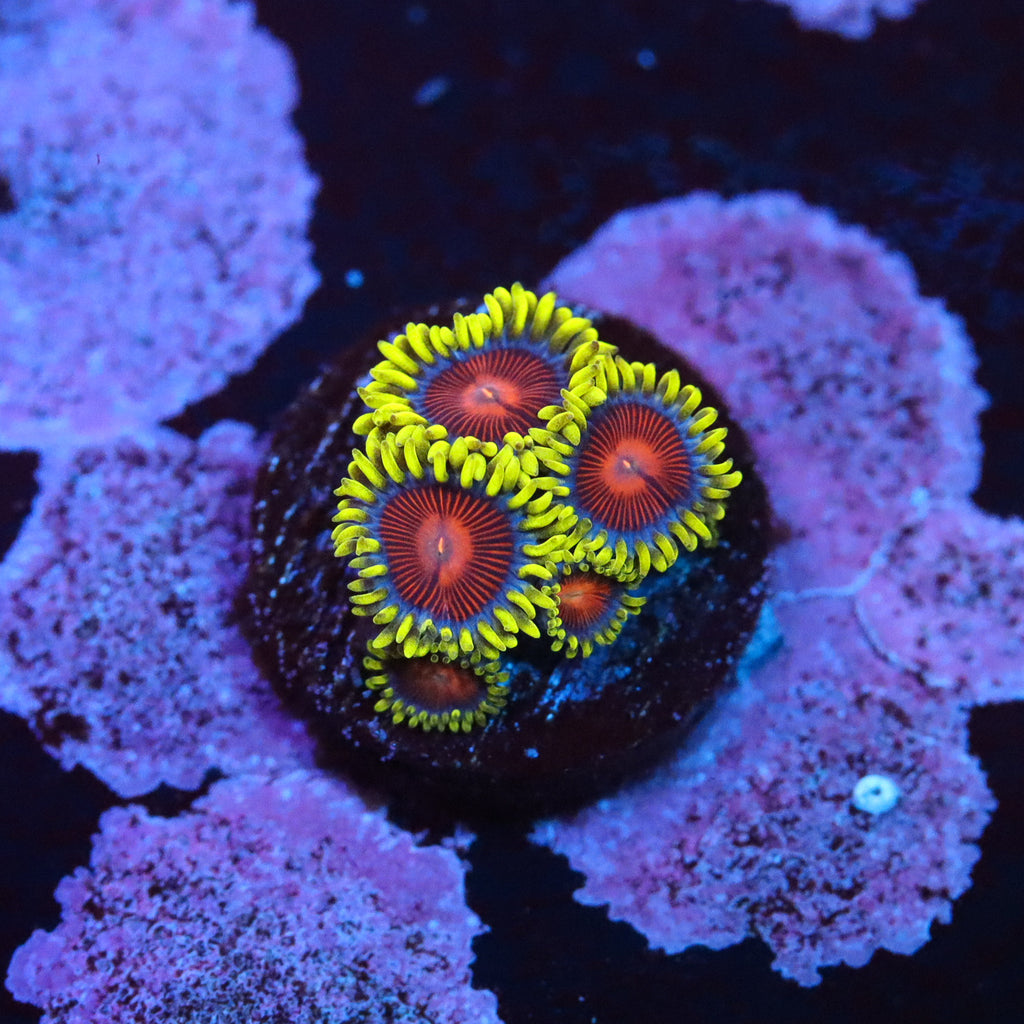 Zoanthids – GrowHouse Aquatics