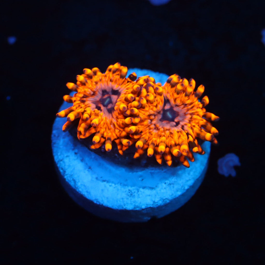 Zoanthids – GrowHouse Aquatics