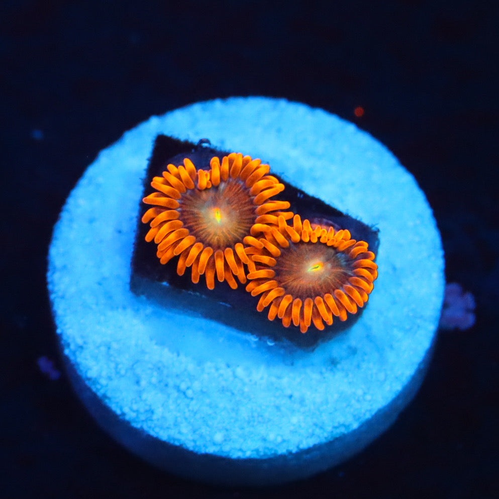 Zoanthids – GrowHouse Aquatics