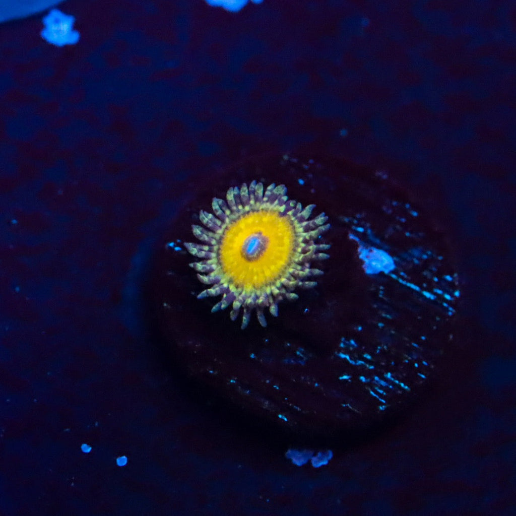 Zoanthids – GrowHouse Aquatics