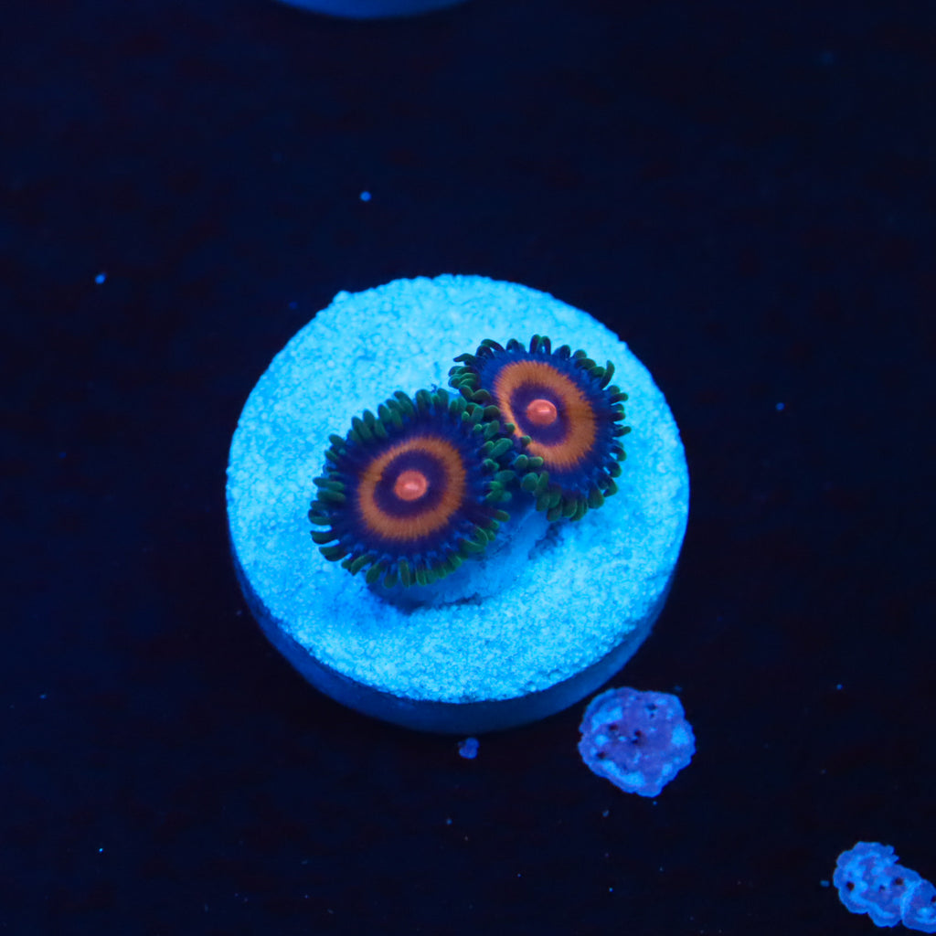 Zoanthids – GrowHouse Aquatics