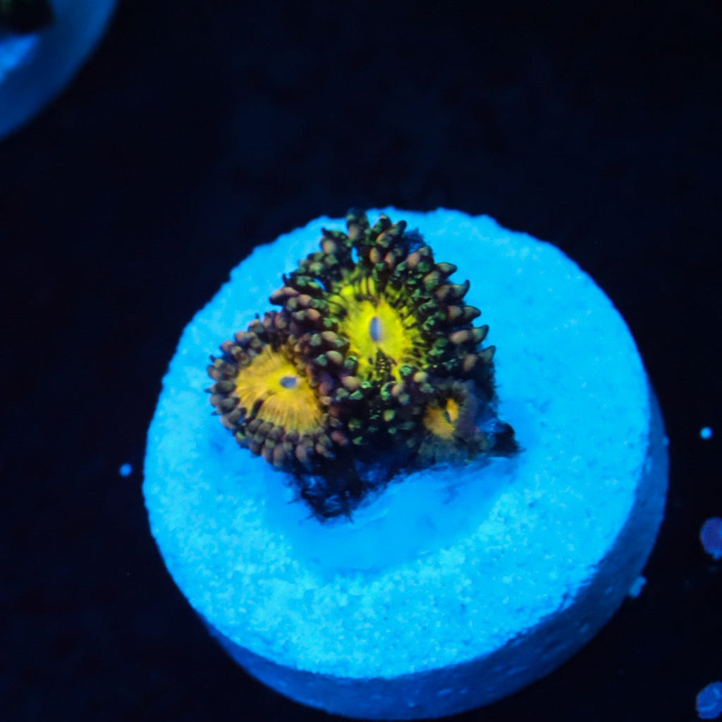 Zoanthids – GrowHouse Aquatics