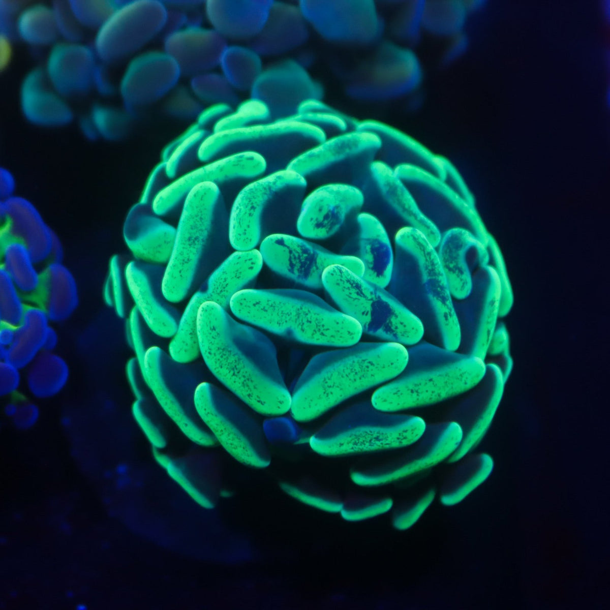 Ultra Hammer – GrowHouse Aquatics