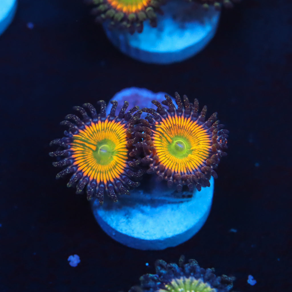 Zoanthids – GrowHouse Aquatics