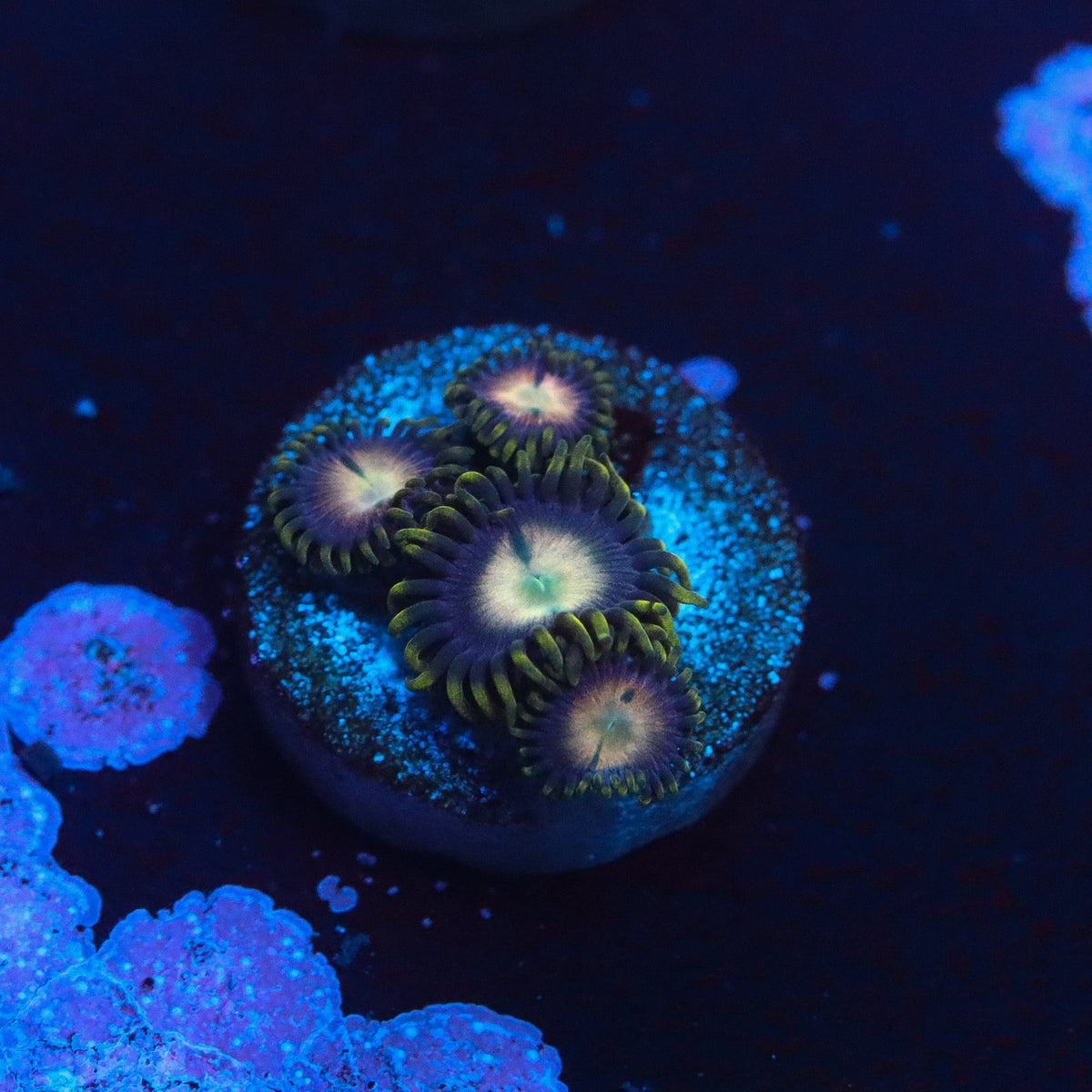 TSA Laser Lemon Zoa – GrowHouse Aquatics
