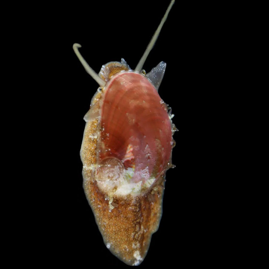 5 Pack Aquacultured Stomatella Snails – GrowHouse Aquatics