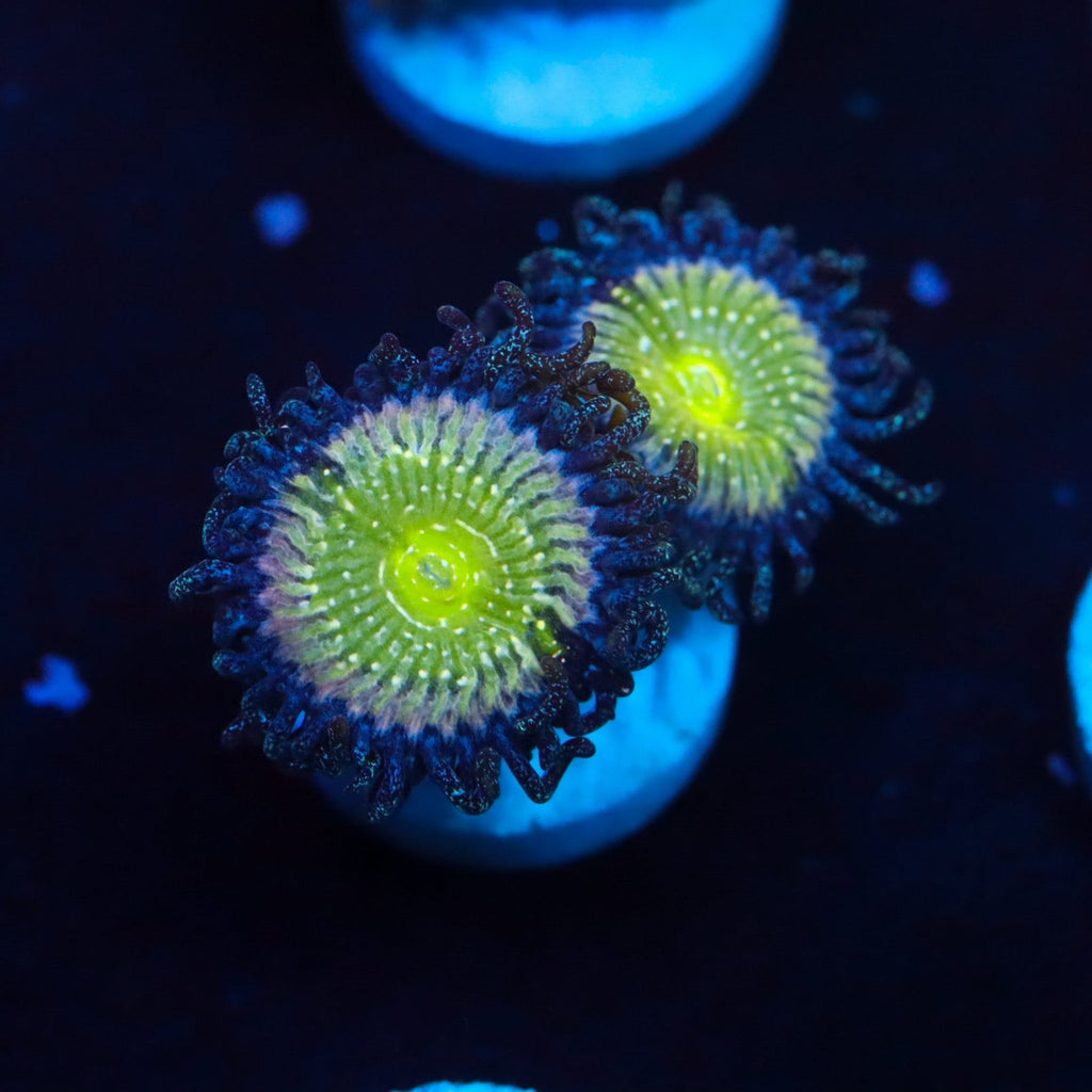 Zoanthids – GrowHouse Aquatics