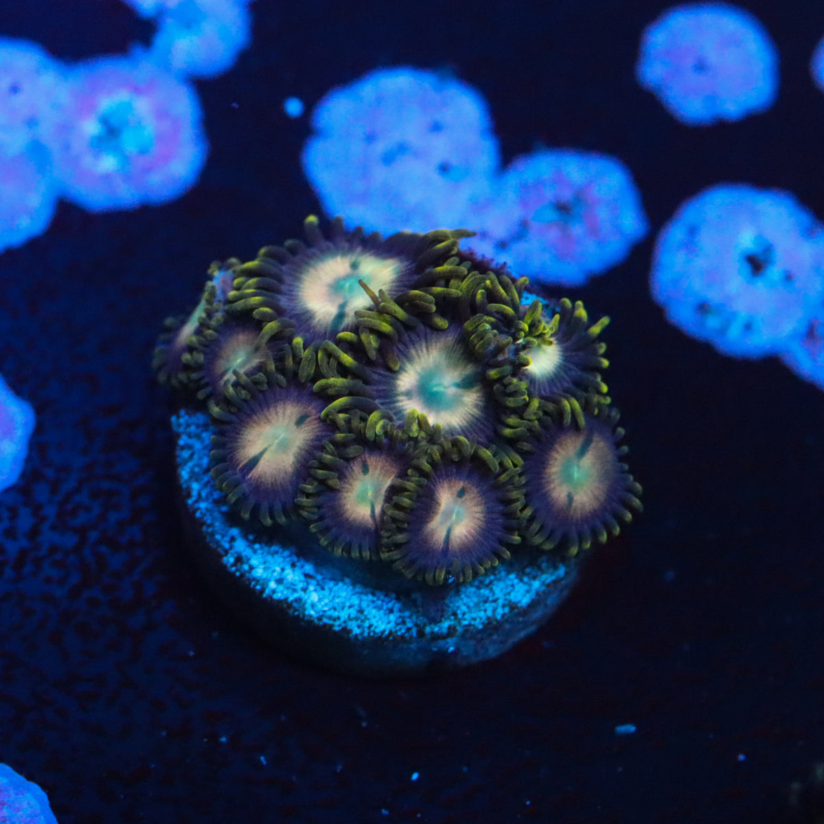 TSA Laser Lemon Zoa – GrowHouse Aquatics